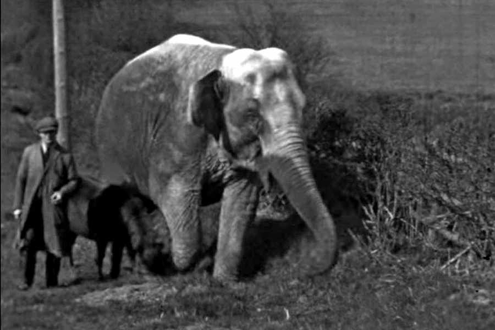 Here Be Elephants #NationalPoetryDay – JEAN ATKIN