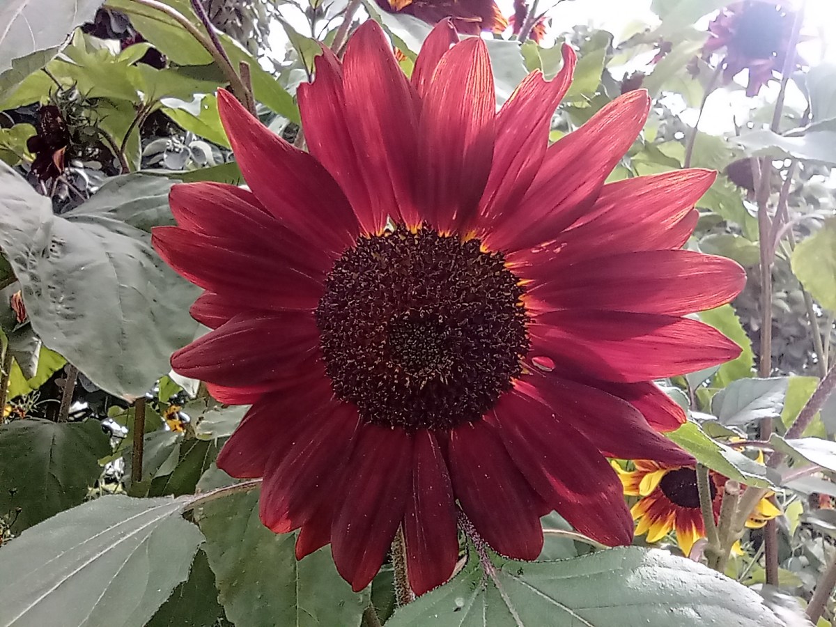 Making poems in Horatio’s Garden – JEAN ATKIN